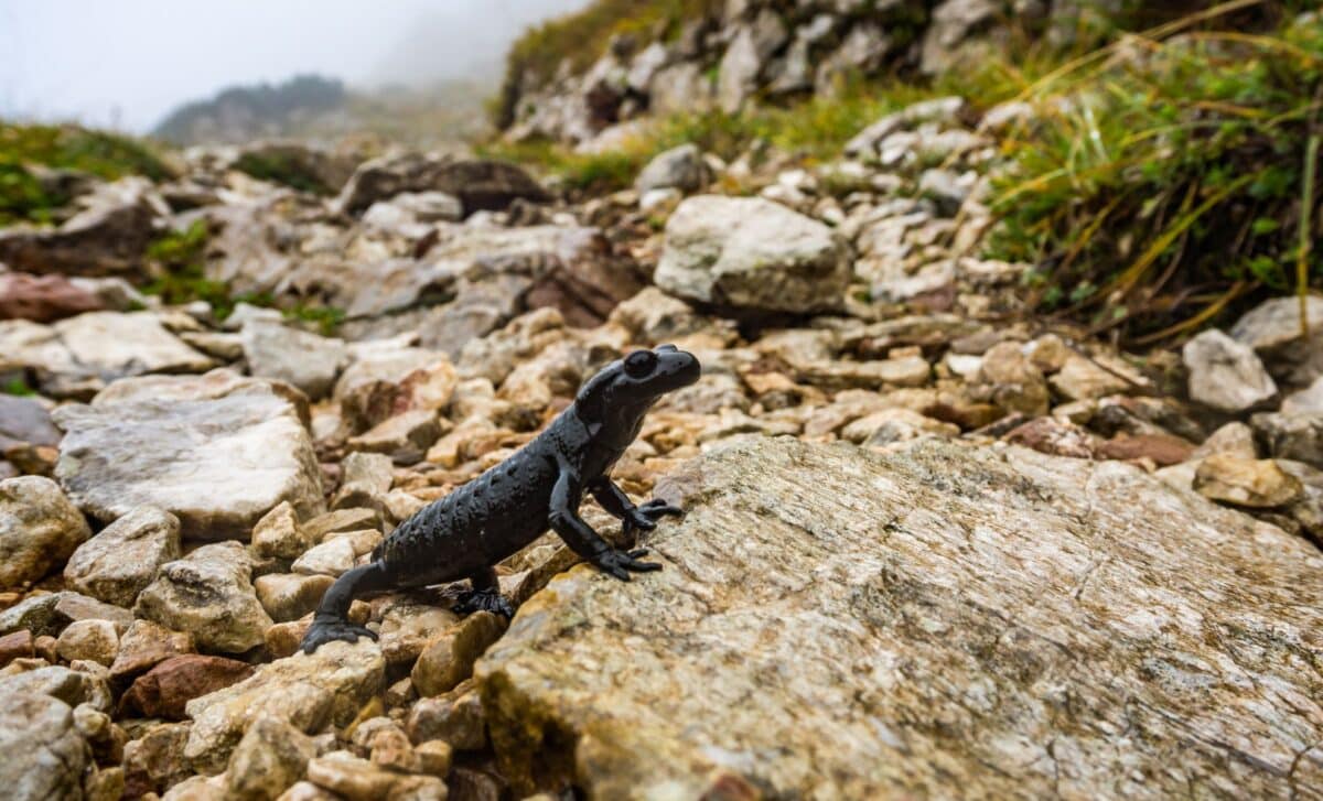 This oddball salamander ancestor stood out in prehistoric waters with ...
