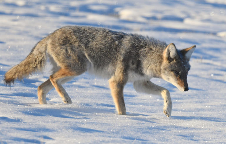 Seeing coyotes in the daylight could be a warning sign