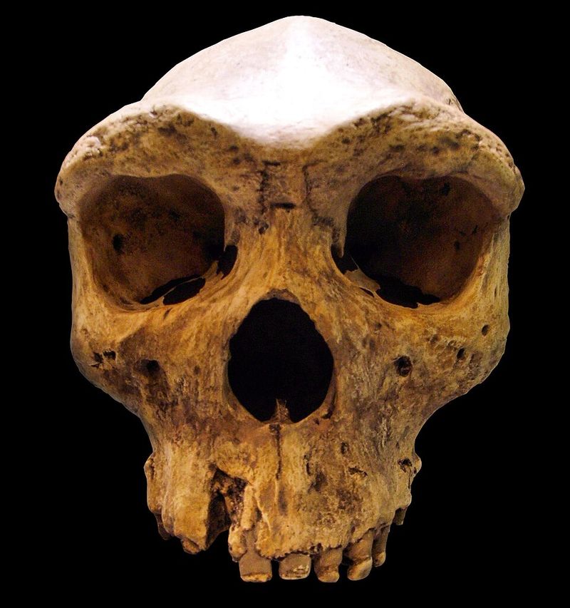 13 oldest human fossils that completely rewrote human history