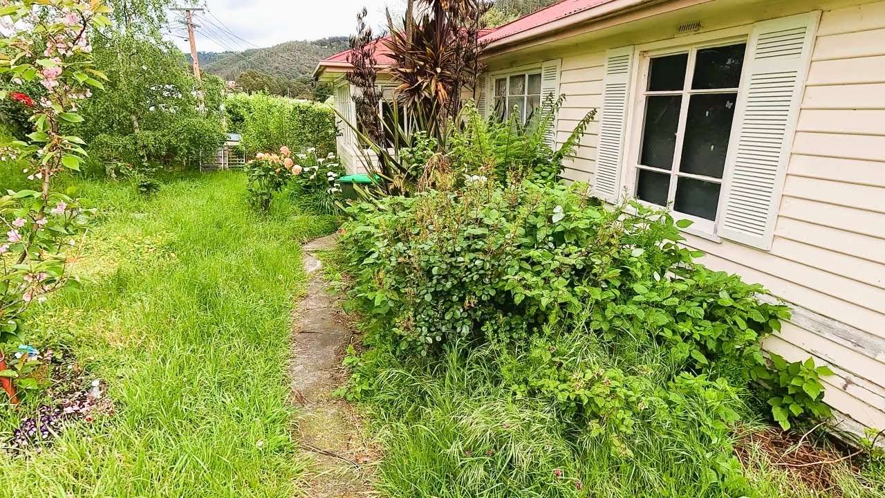Extreme yard disaster! We cleaned this single mom's health hazard for ...