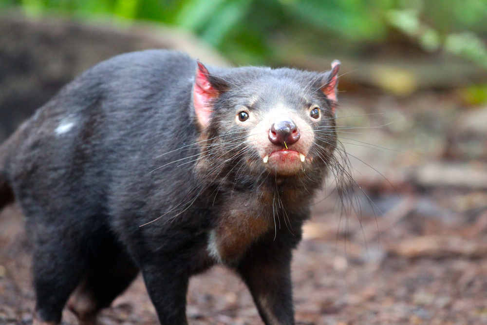 Photos of unique animals and creatures only found in Oz