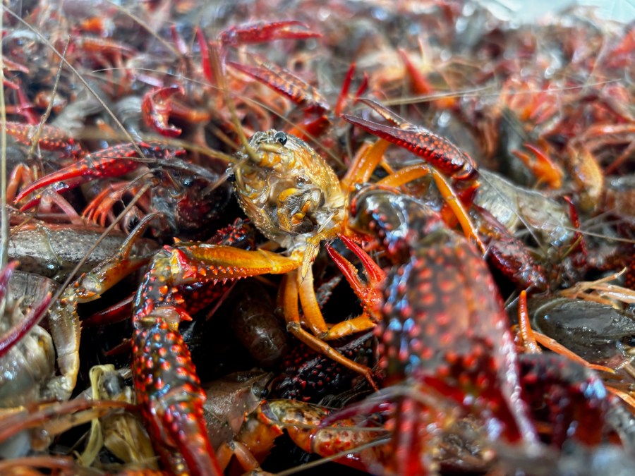 Louisiana crawfish industry faces labor shortage. See why