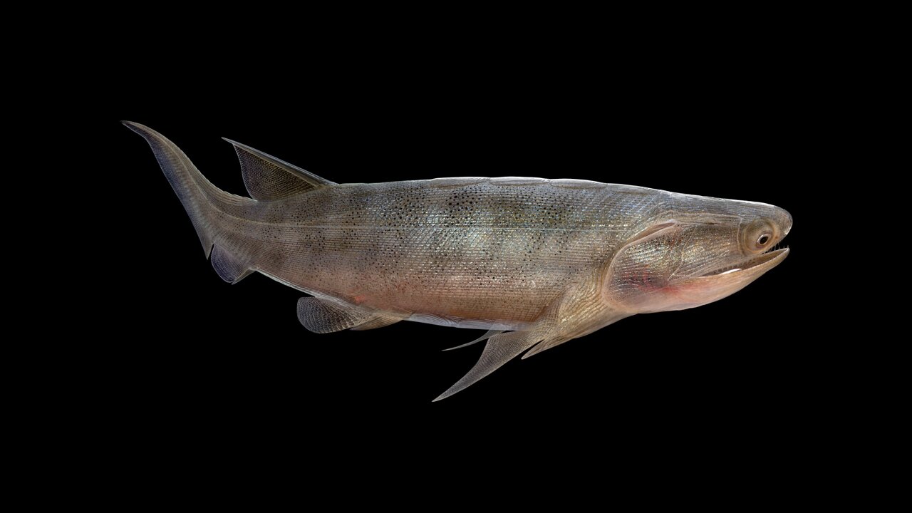 Oldest known bony fish fossils uncover early vertebrate evolution