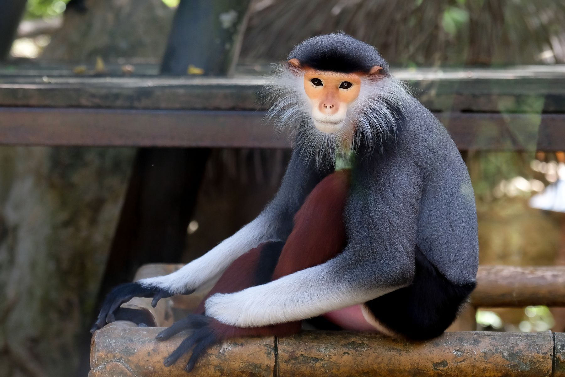 These funny and unique animals living in Asia