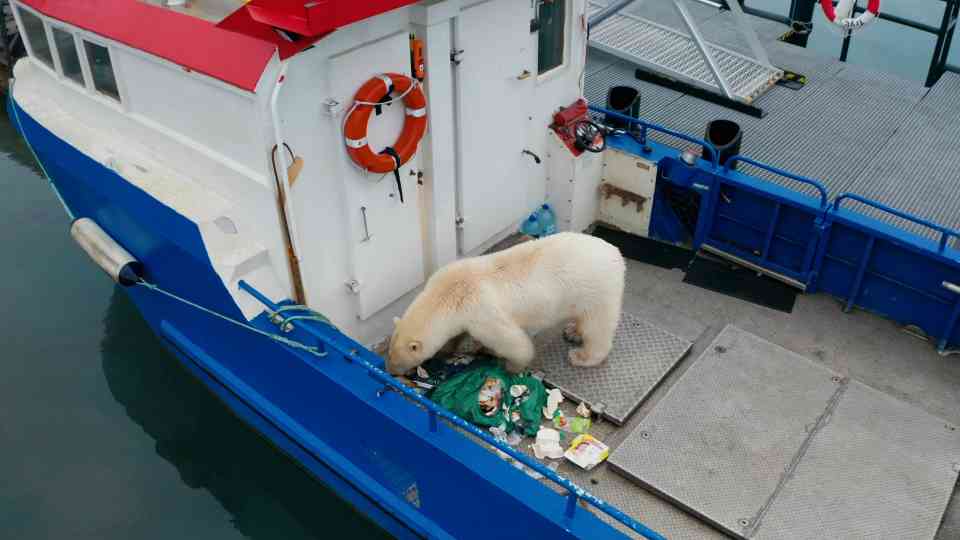 My hidden camera caught a bear invading my boat
