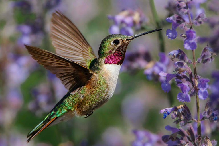 Here's when hummingbirds will arrive in your area this spring