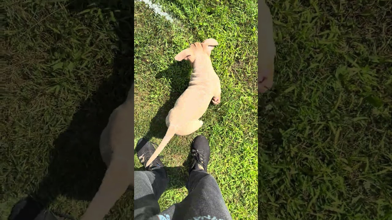 Fearless working puppy shows zero intimidation in training
