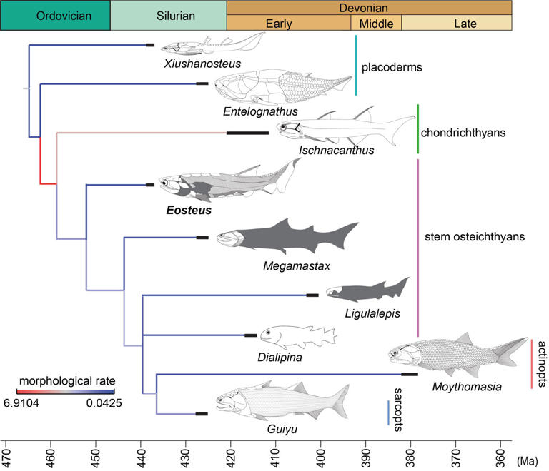 Oldest known bony fish fossils uncover early vertebrate evolution