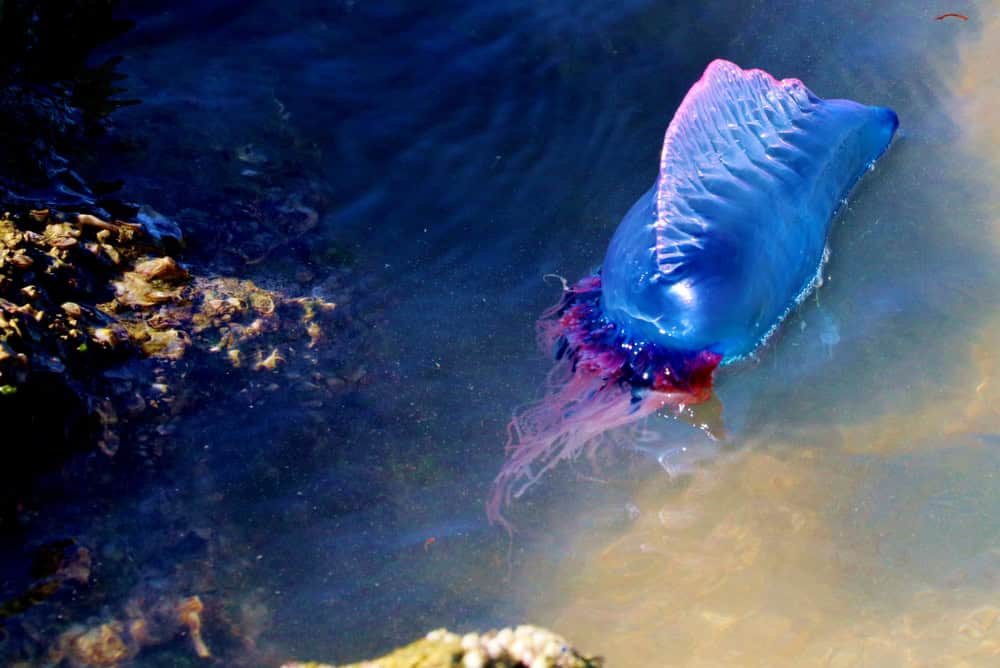 12 animals that don’t have a brain and how the heck they survive!