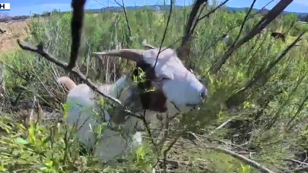 Officials discuss Sepulveda Basin cleanup progress