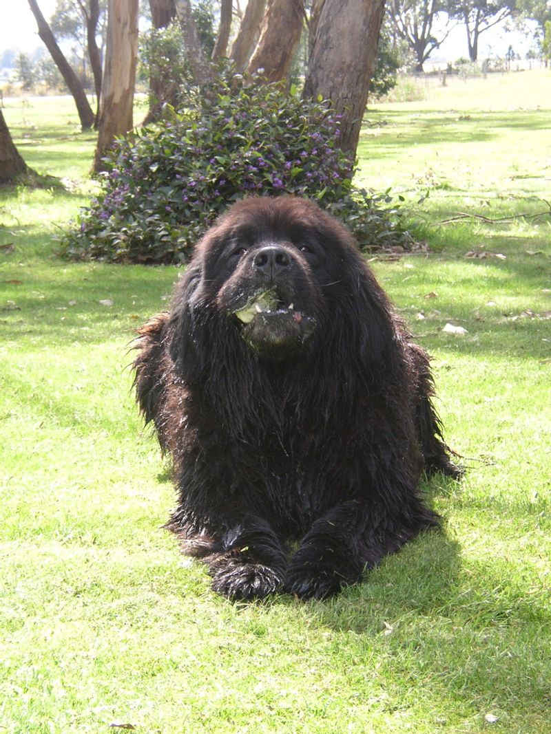 14 dogs that do best when the rules never change