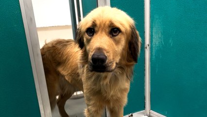 Dog who got left behind by his family gets a new lease on life