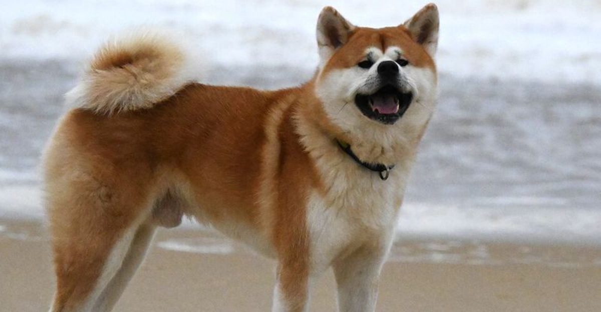 14 dogs that do best when the rules never change