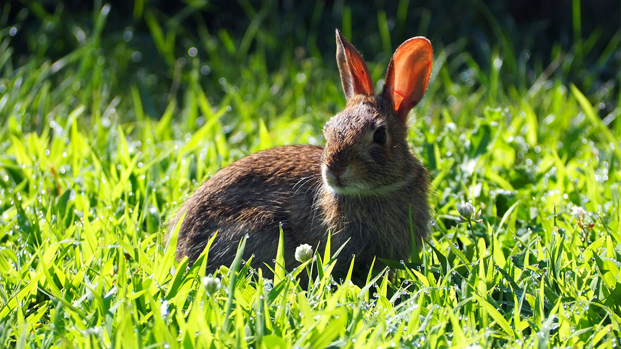 15 animals that will tear up a garden, pasture, or feed area in no time