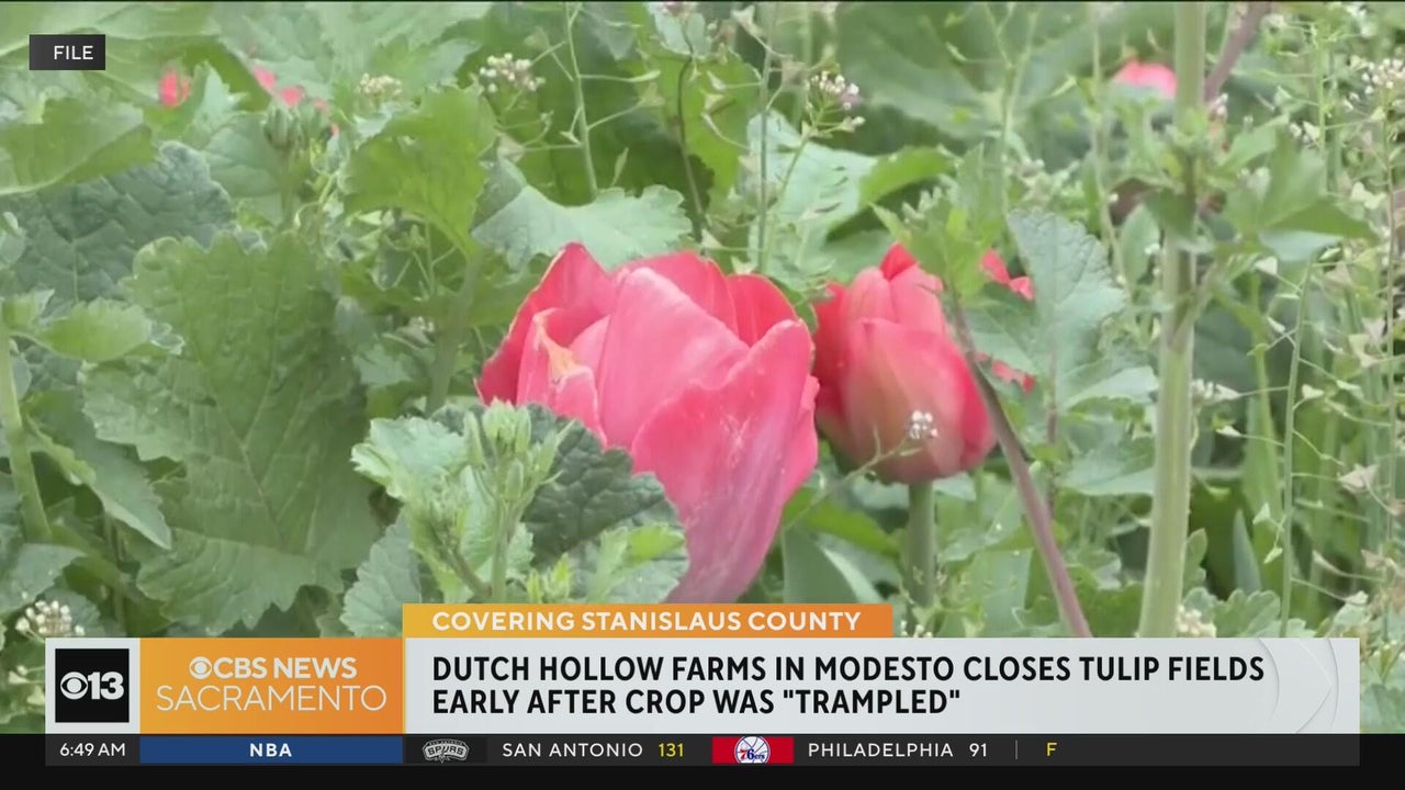 Modesto farm closes tulip fields early after crop was trampled
