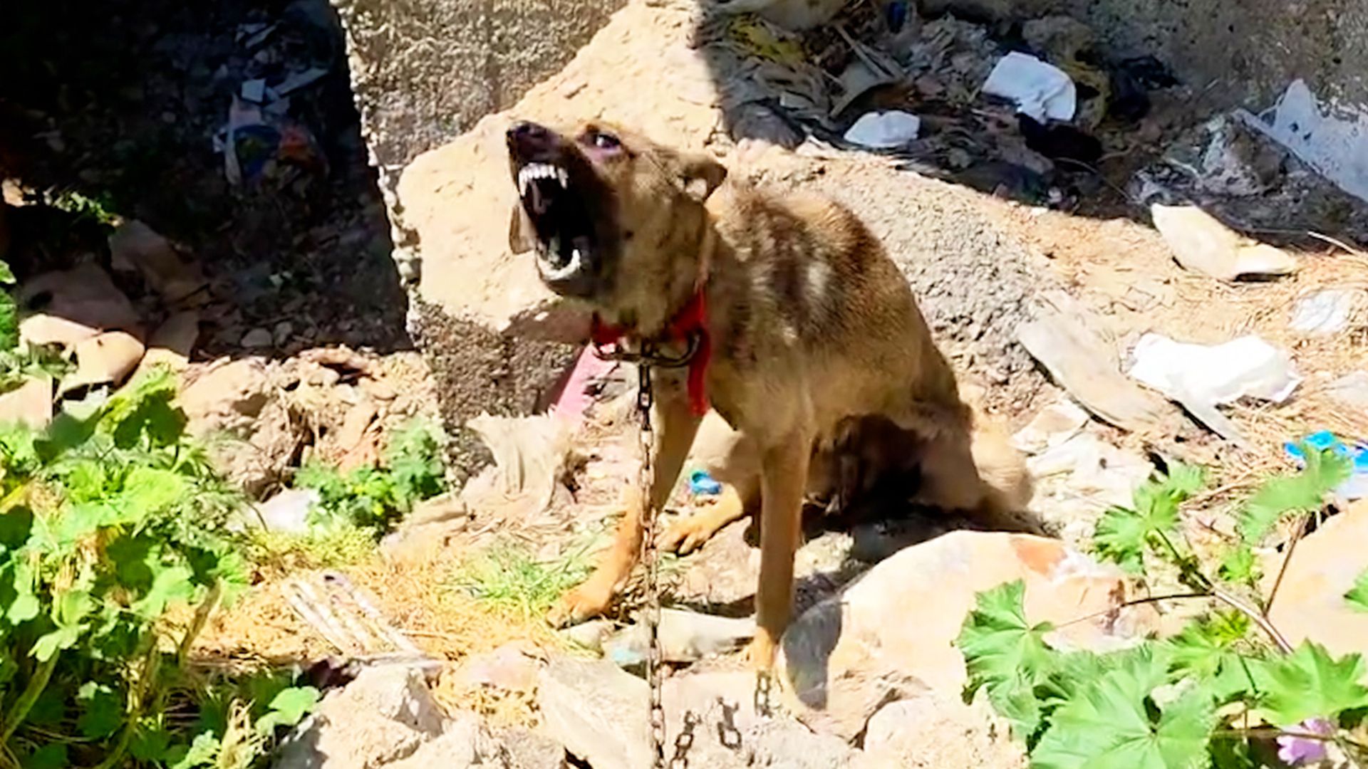 Aggressive dog keeps following the guy who rescued her around