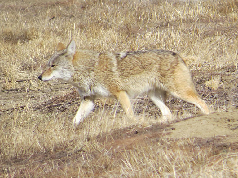 Seeing coyotes in the daylight could be a warning sign