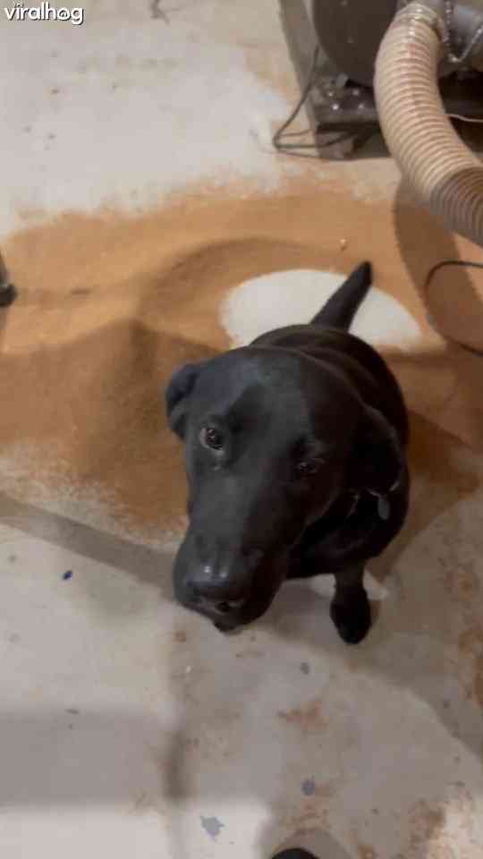Shop dog helpfully sweeps cork dust
