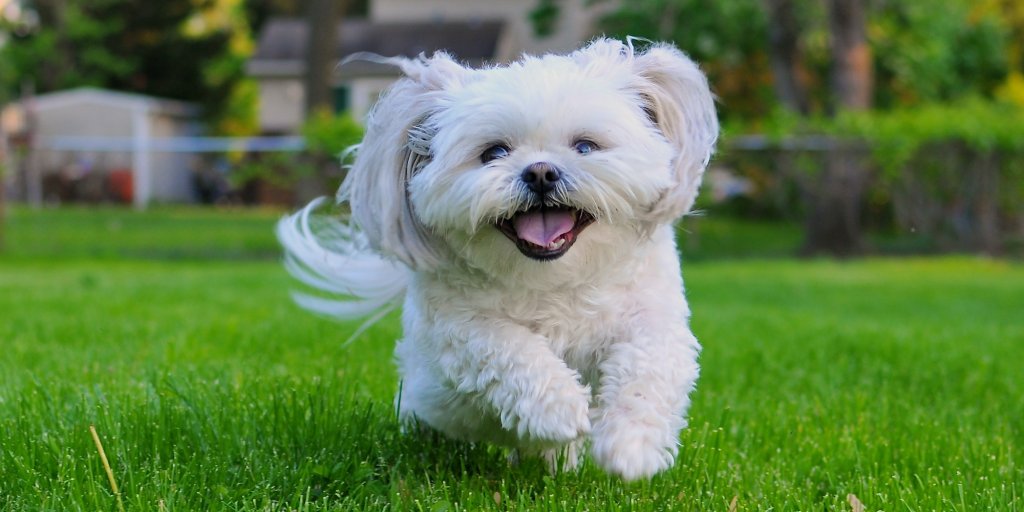 Qu'est-ce qu'une race de chien hypoallergénique