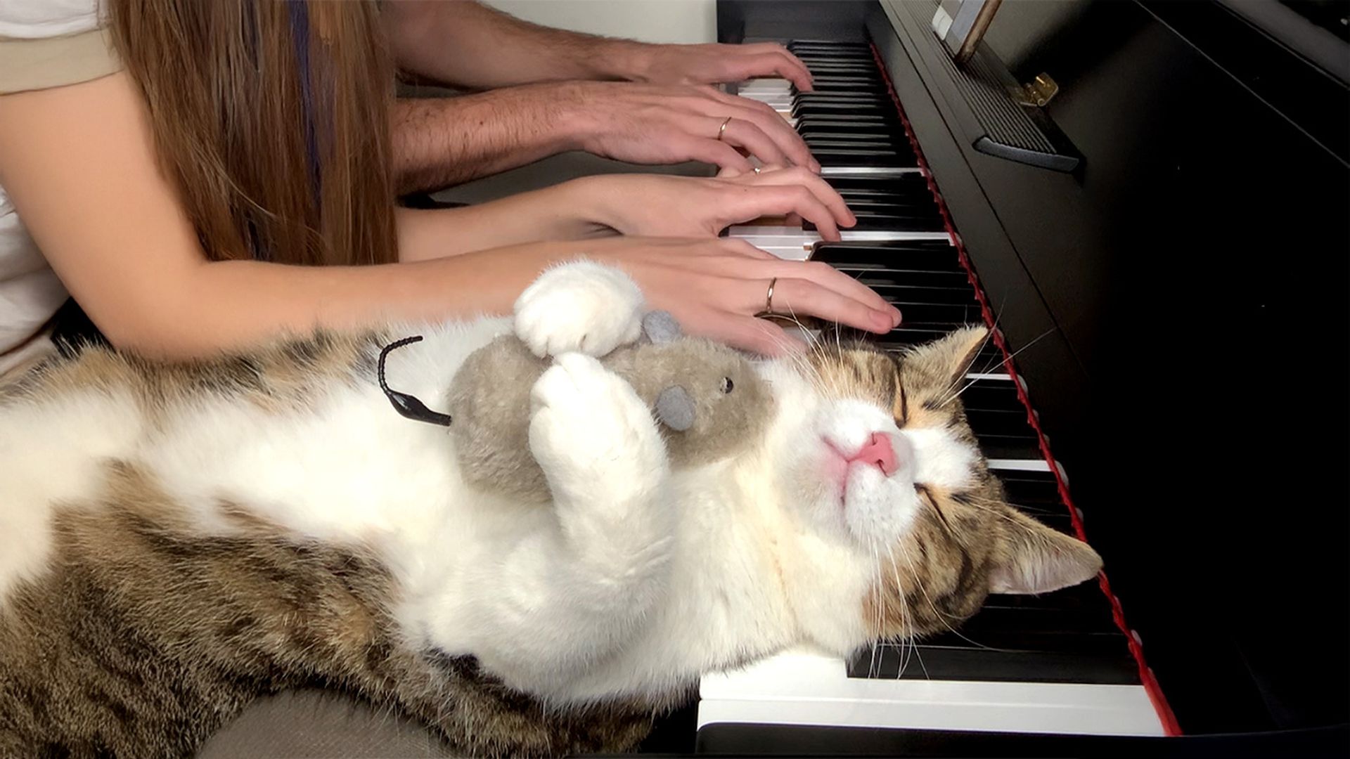 Cat melts onto piano every day while his parents practice