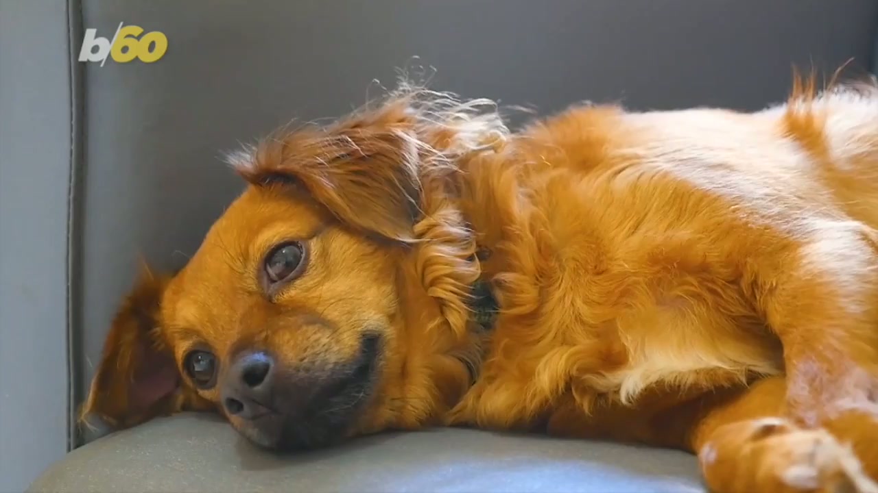 How a road trip with your furry friend is possible with these simple tips