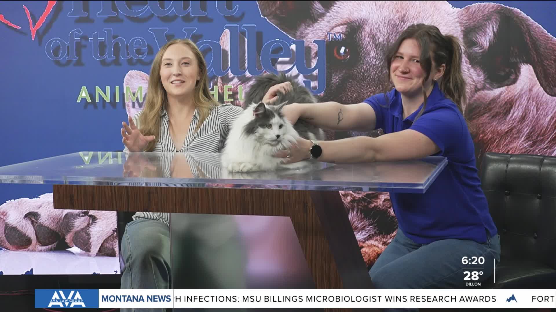 Get ready for Heart of the Valley's kitten shower