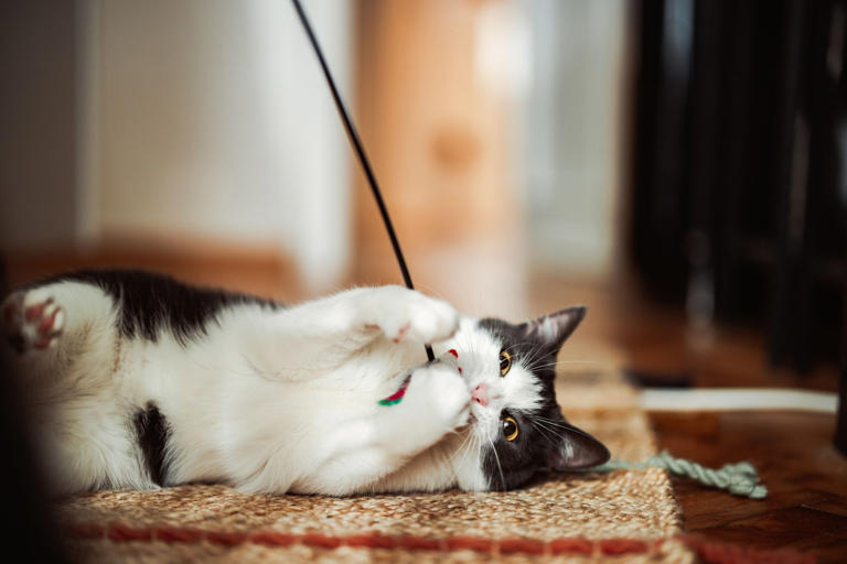 Ein echtes Abenteuer an der Wand: Warum Katzen dieses Fressnapf-Produkt ...