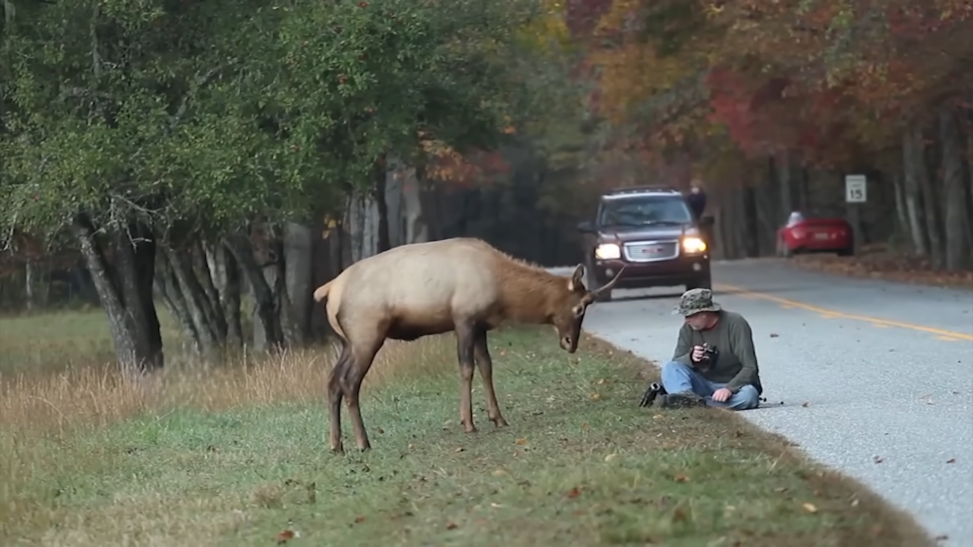 Watch what happens when a man comes too close to a deer