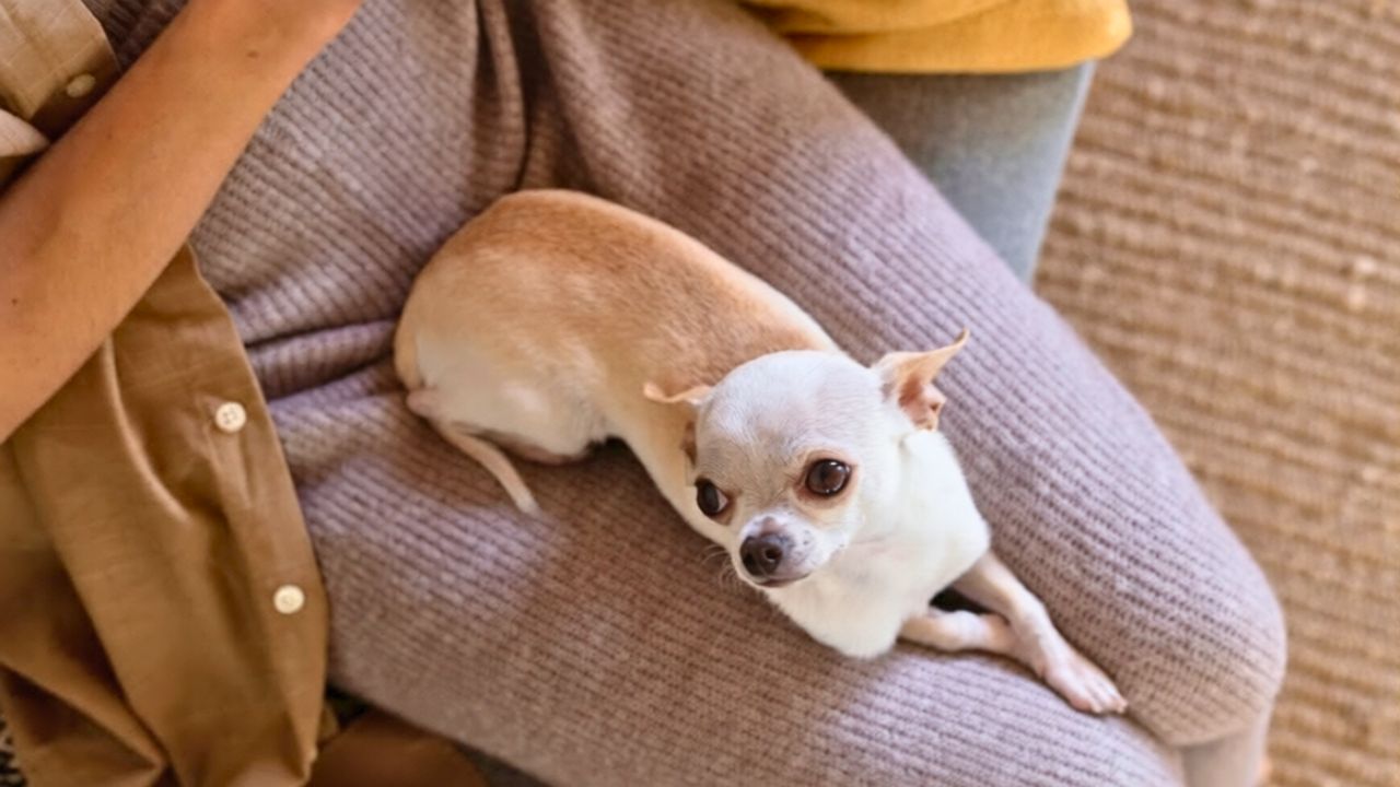 9 small dogs that want to be in your lap every chance they get