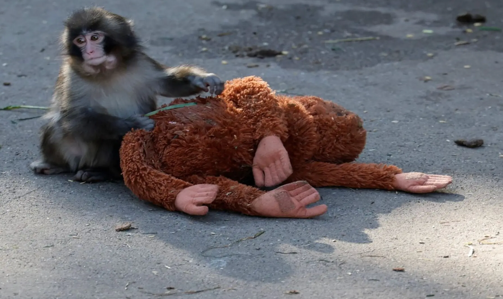 Why every animal seems to pick on Punch the Monkey