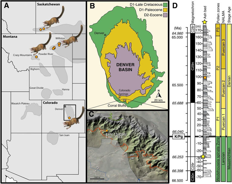 New fossil findings help clarify the history of primate evolution