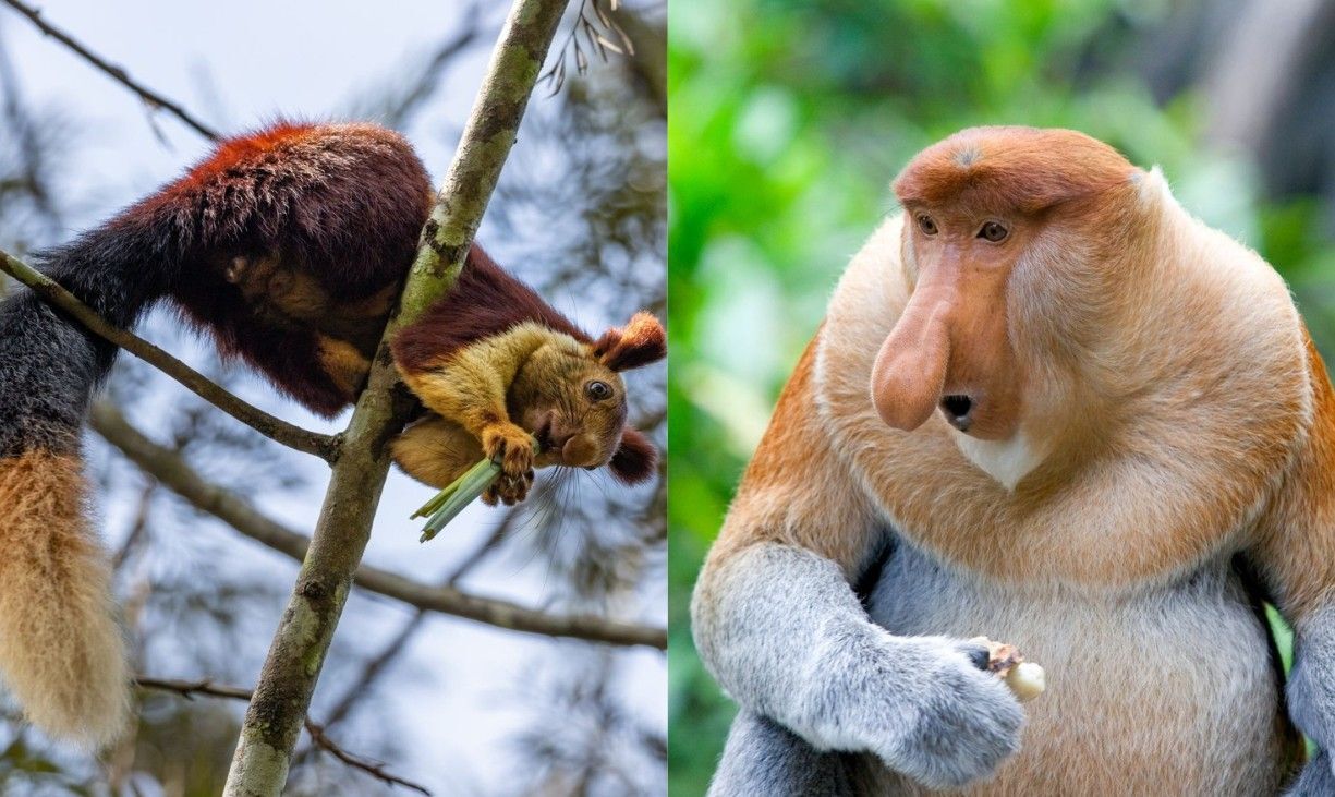 These funny and unique animals living in Asia