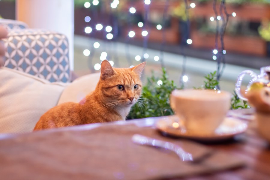 Georgetown cat cafe closes, employees unionize