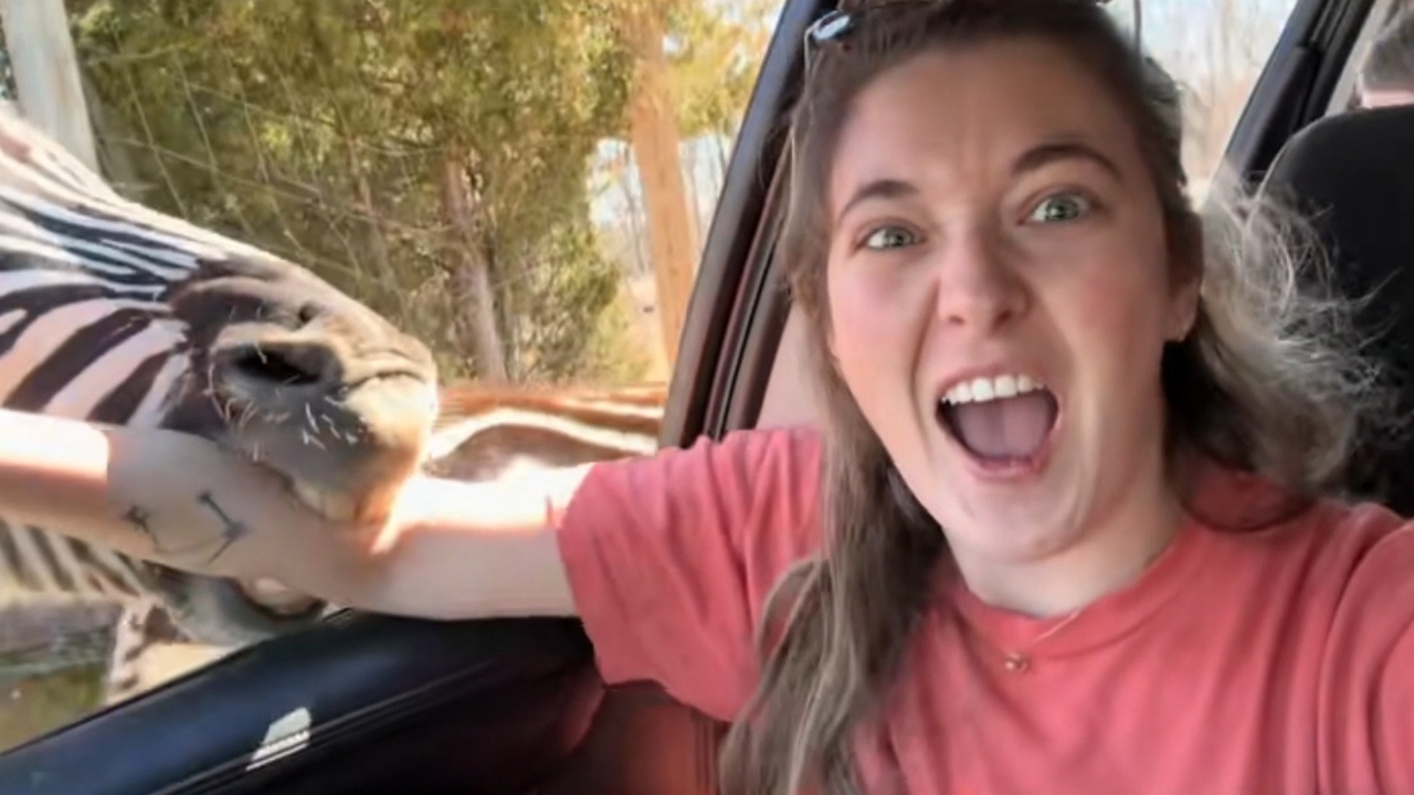 Zebra bites woman reaching from car at safari park in Knowsley, UK