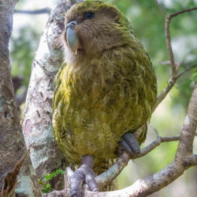 A record year for berries put this critically endangered bird in the ...