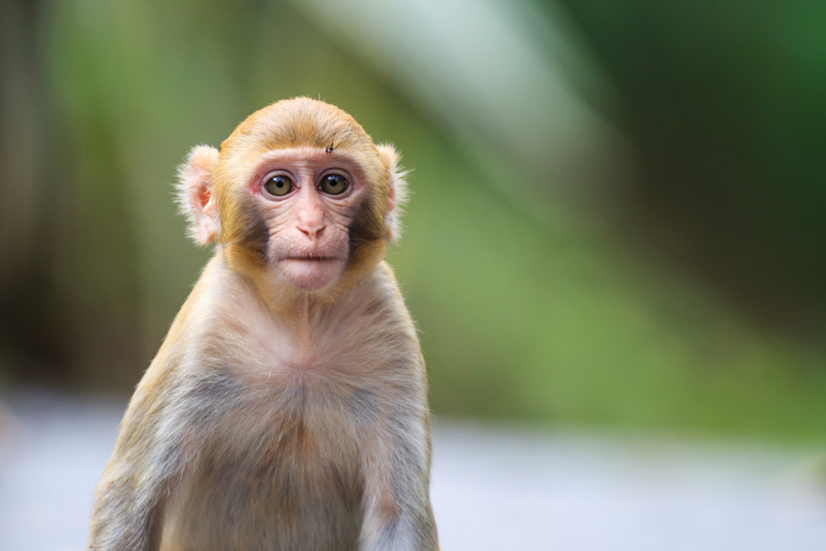 Zookeeper breaks zoo rules to rescue baby monkey Punch, wins over ...