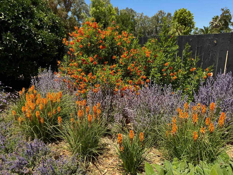 7 plants gardening pros predict will be all the rage in 2026