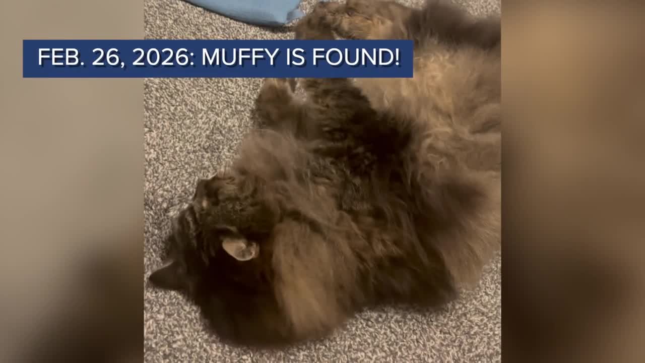 Muffy the cat comes home 15 years after going missing, thanks to a ...