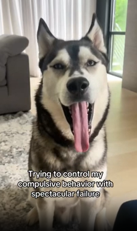 Most huskies vs my husky: The funniest personality difference