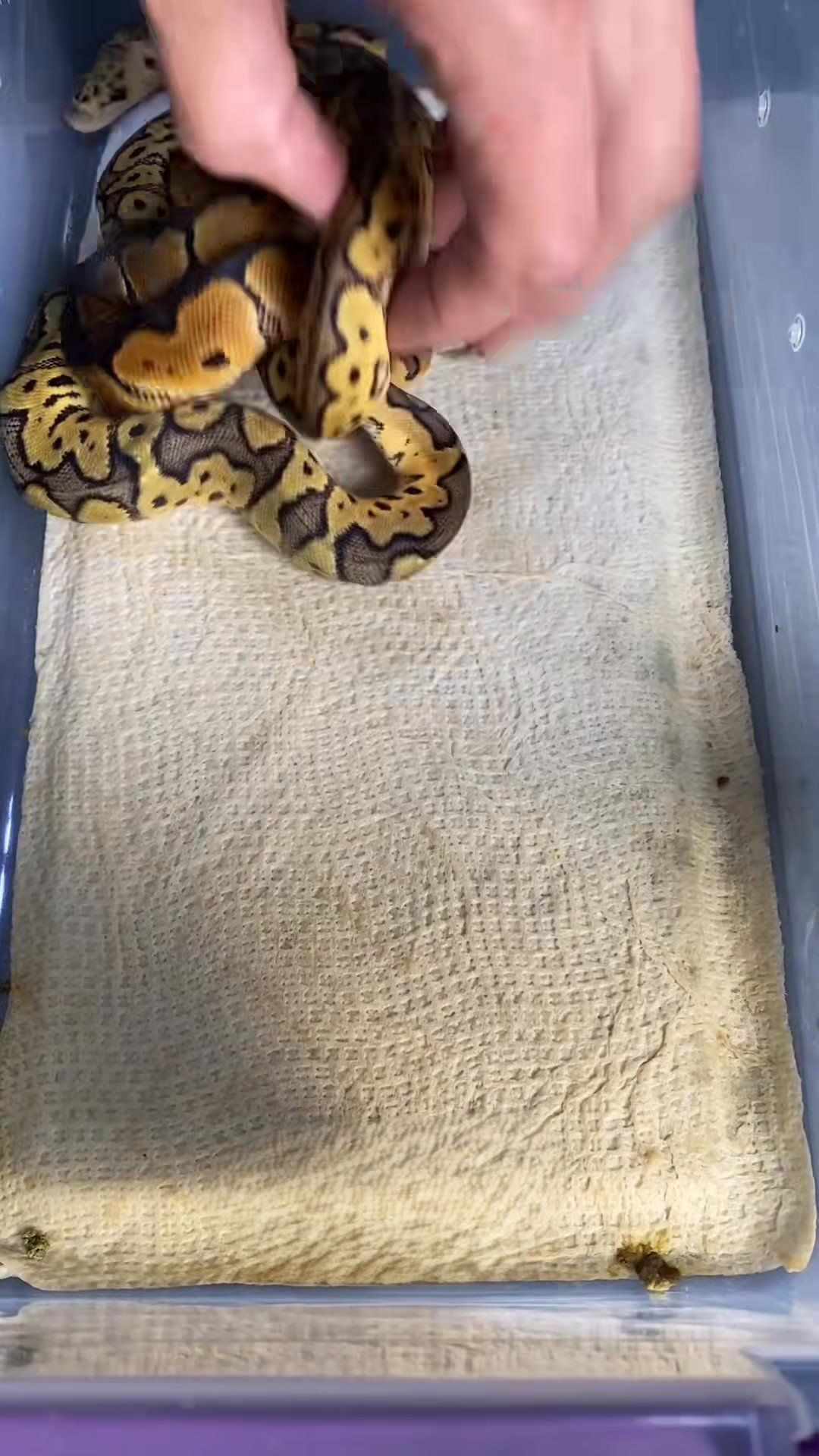 First shed and they look incredible!