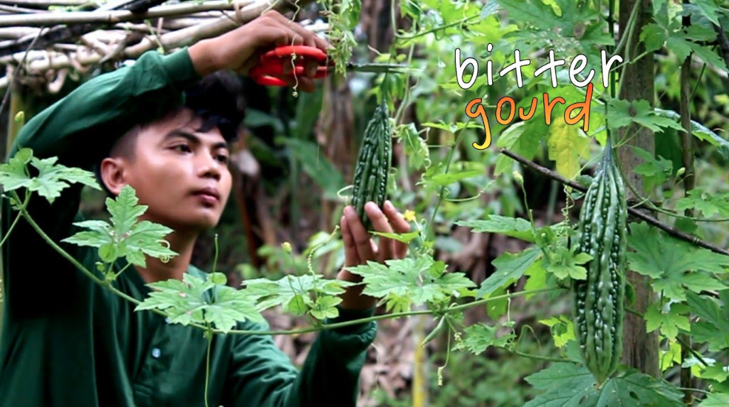 The simple joy of harvesting bitter gourd patola and tudu beans