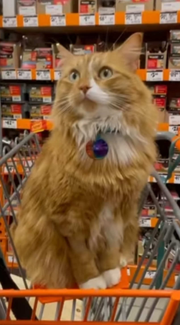 The joy of Caturday life through funny cat moments