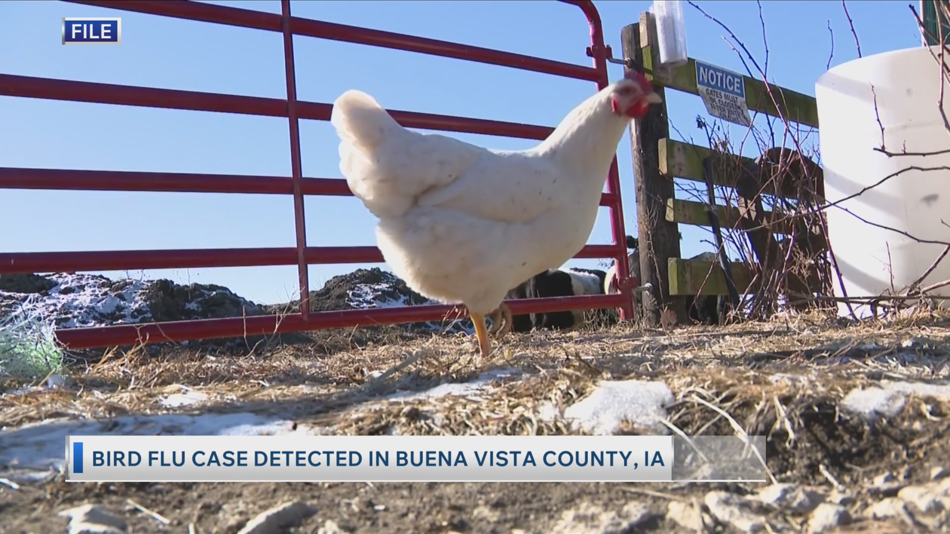 Bird flu case detected in Buena Vista County, IA