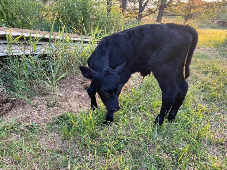 Search for missing pet calf continues in Chemung County