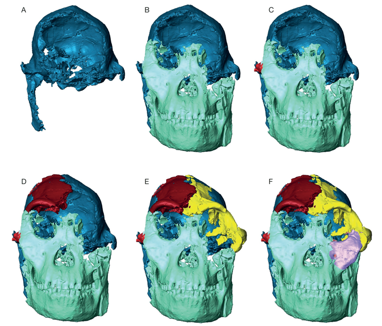 3.67-million-year-old fossil provides new insight into the evolution of ...