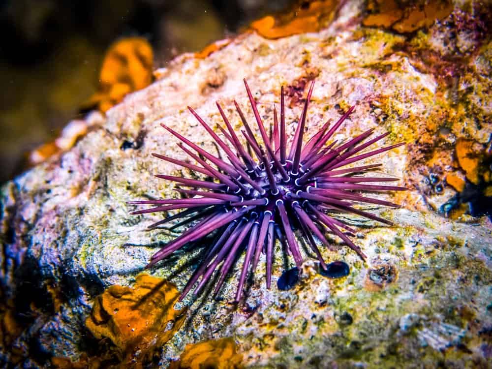 12 animals that don’t have a brain and how the heck they survive!