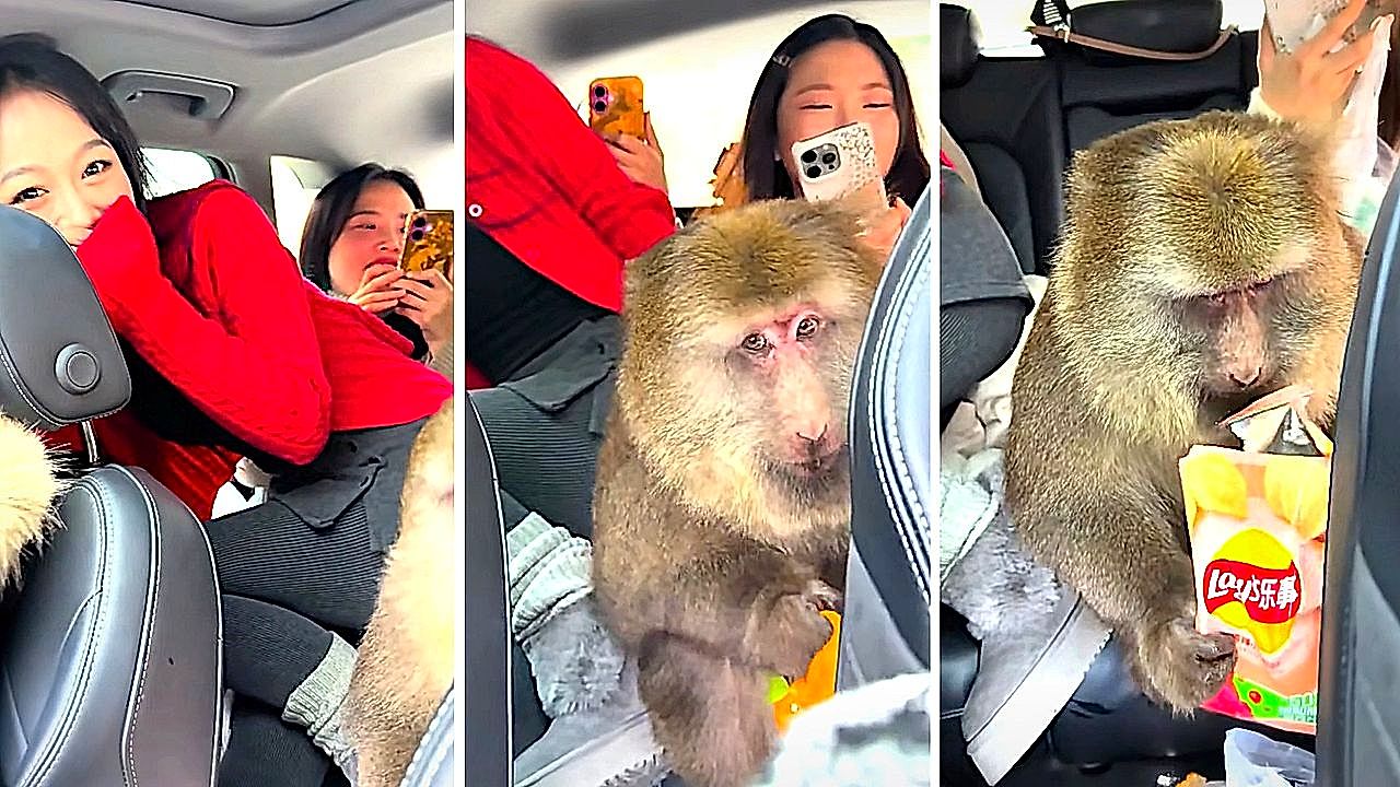 Tourists' quiet drive turns into a snack raid by bold monkey in China
