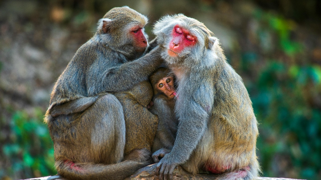 Larger brain volume tied to higher social tolerance in macaques