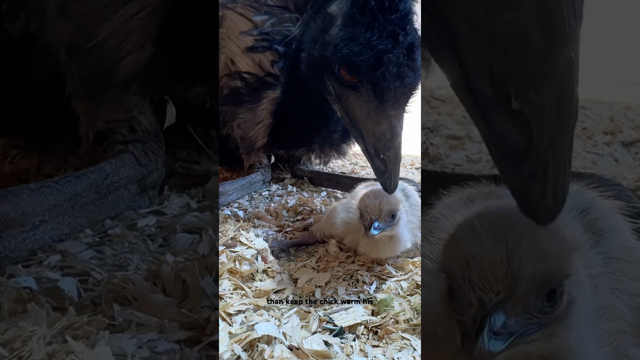 This little emu can't walk
