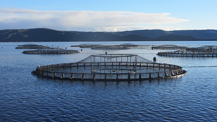 Antibiotic florfenicol detected at 'low level' 14km from fish farm site ...